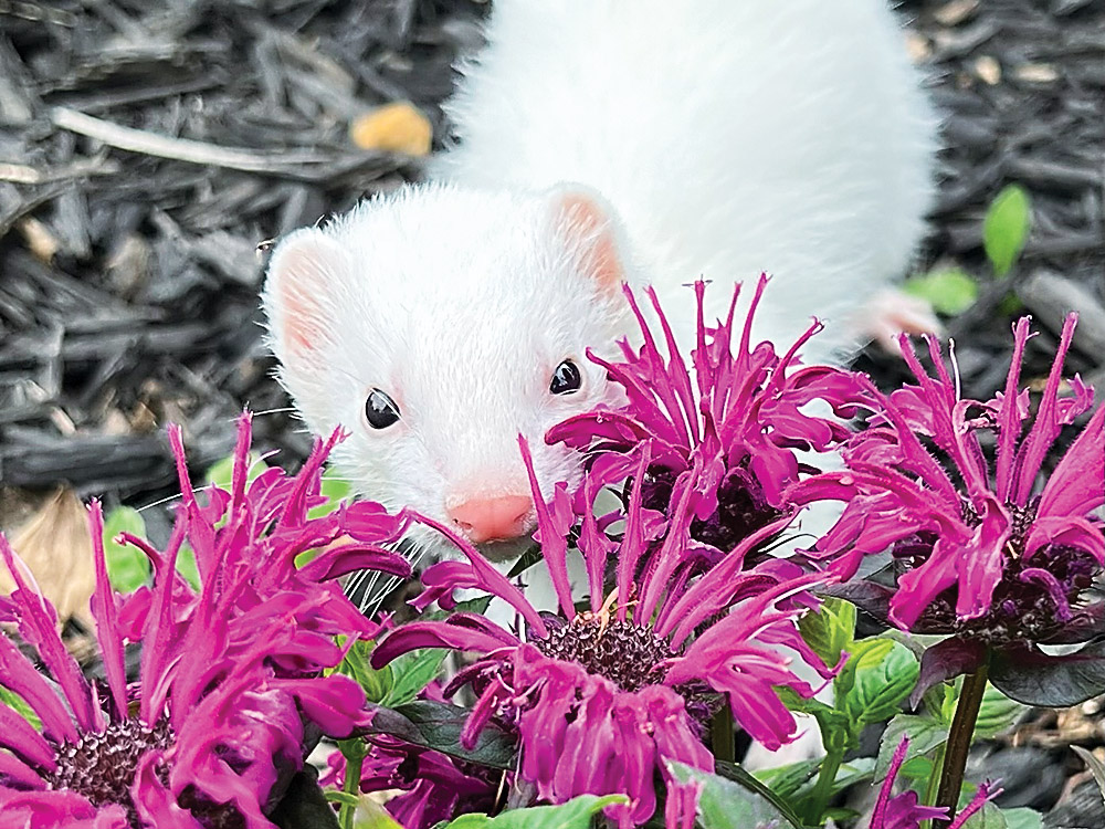 Library ferrets call it a career | News, Sports, Jobs - Altoona Mirror